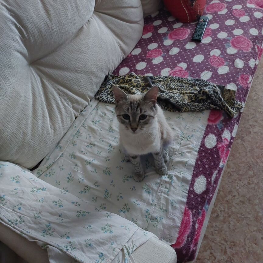 Кошечка в добрые руки