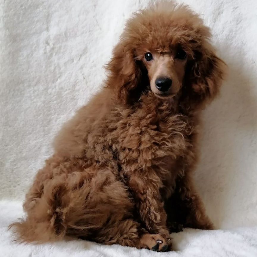 Пудель, щенок