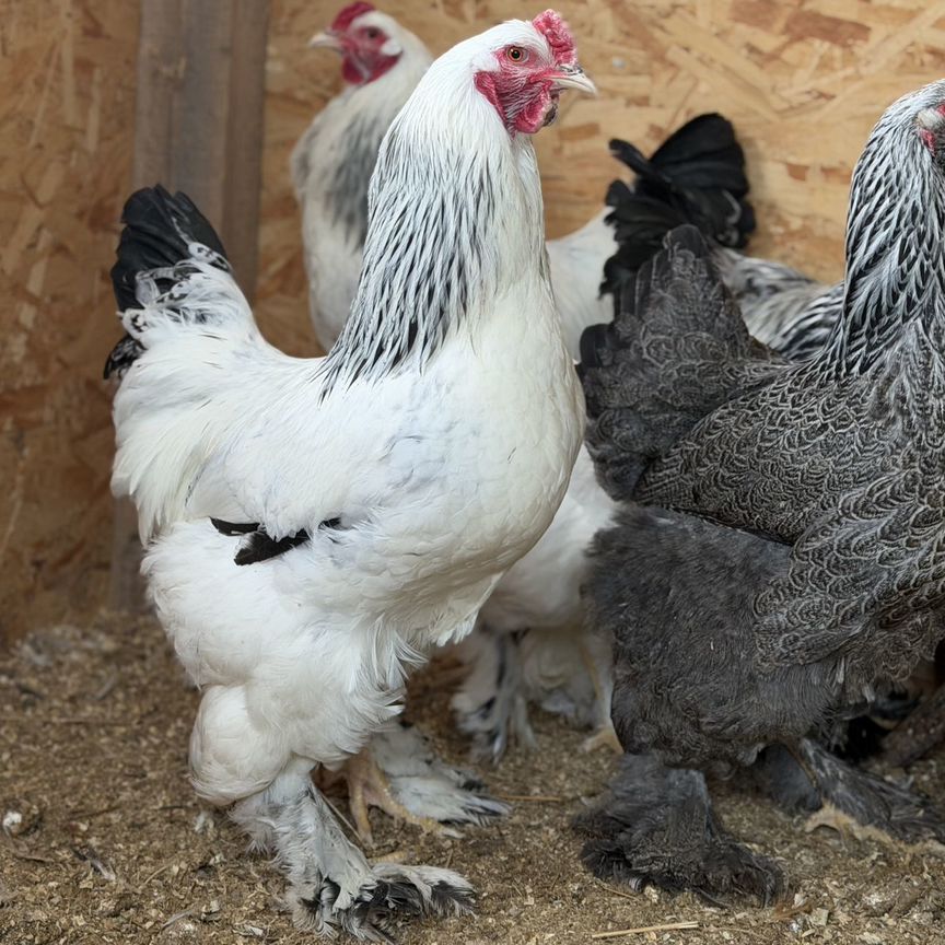 Петух Брама белый