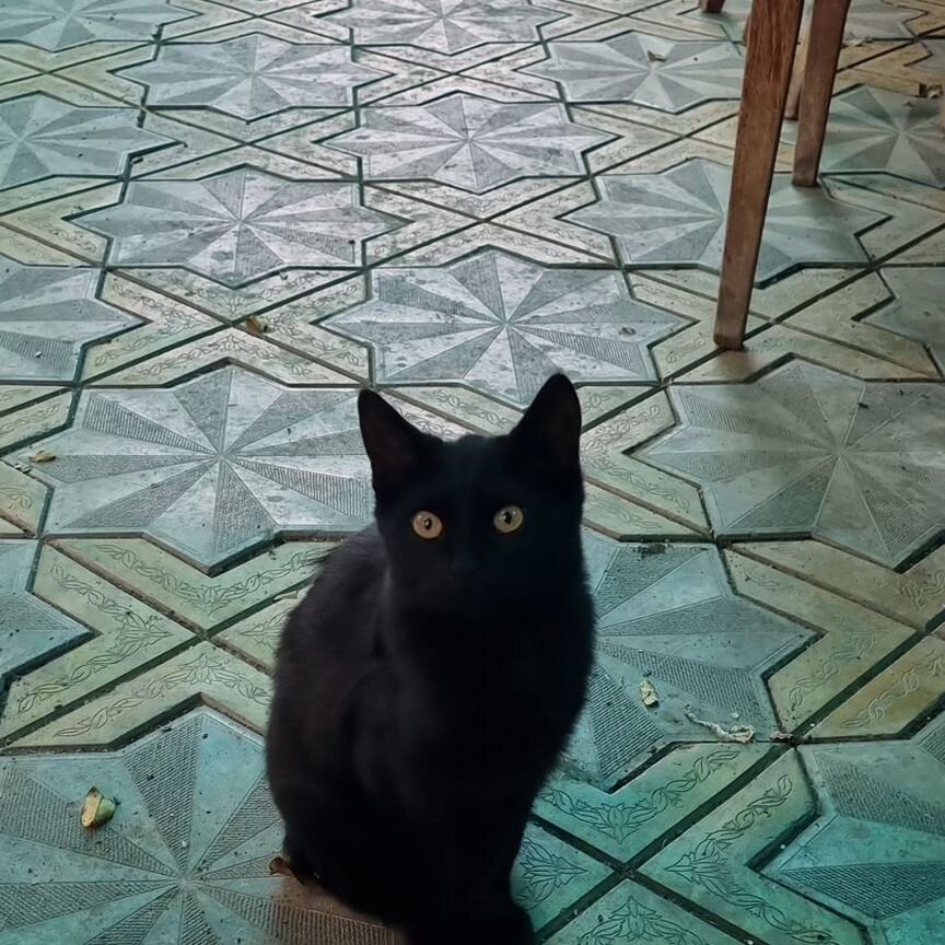 Красивейшая кошечка ищет дом