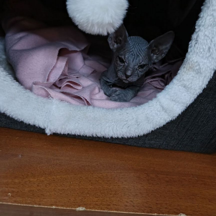 Котята сфинкс