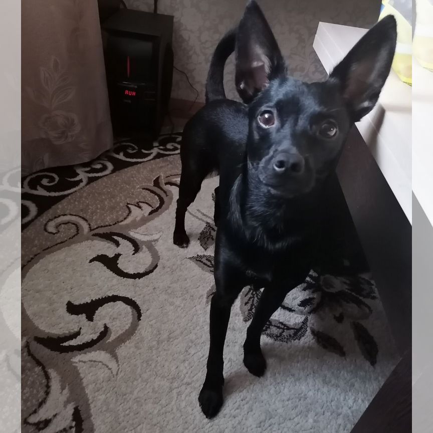 Собака в добрые руки