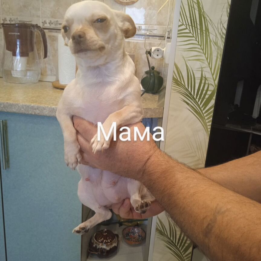 Щенки чихуахуа