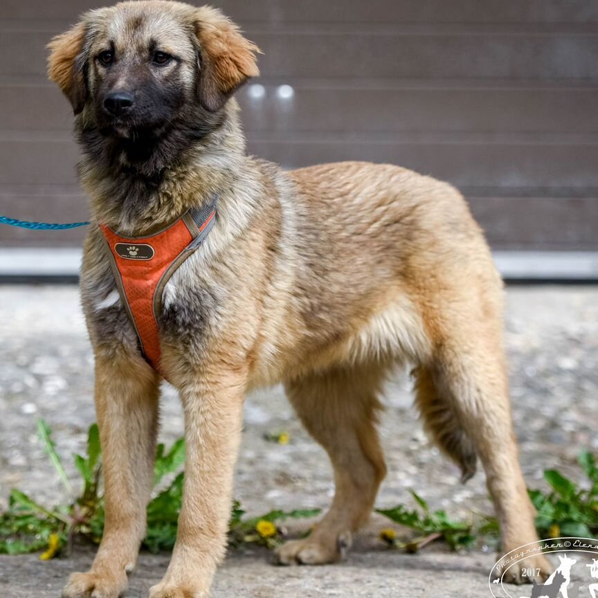 Отдам щенка Мохнатку подростка