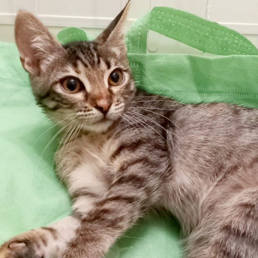 Шикарная красотка, девочка, 3 мес., в добрые руки