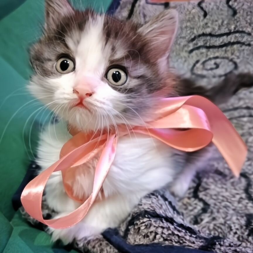 Котёнок от частного владельца