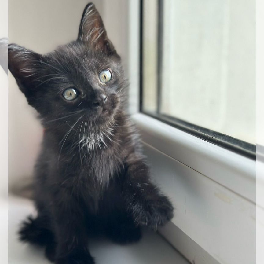 Котёнок в добрые руки