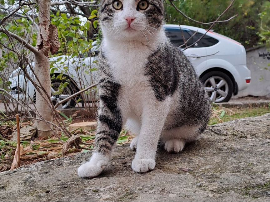 Котятки бесплатно