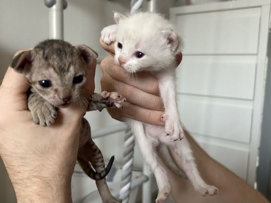 Котята сфинксы