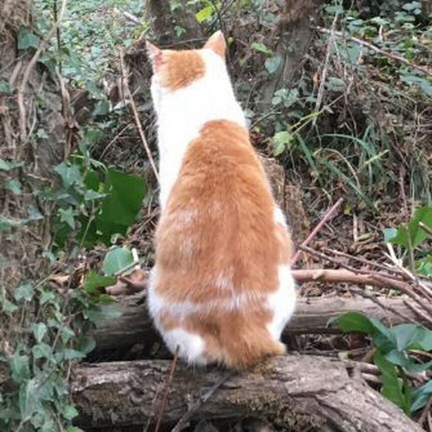 Взрослый кот в добрые руки