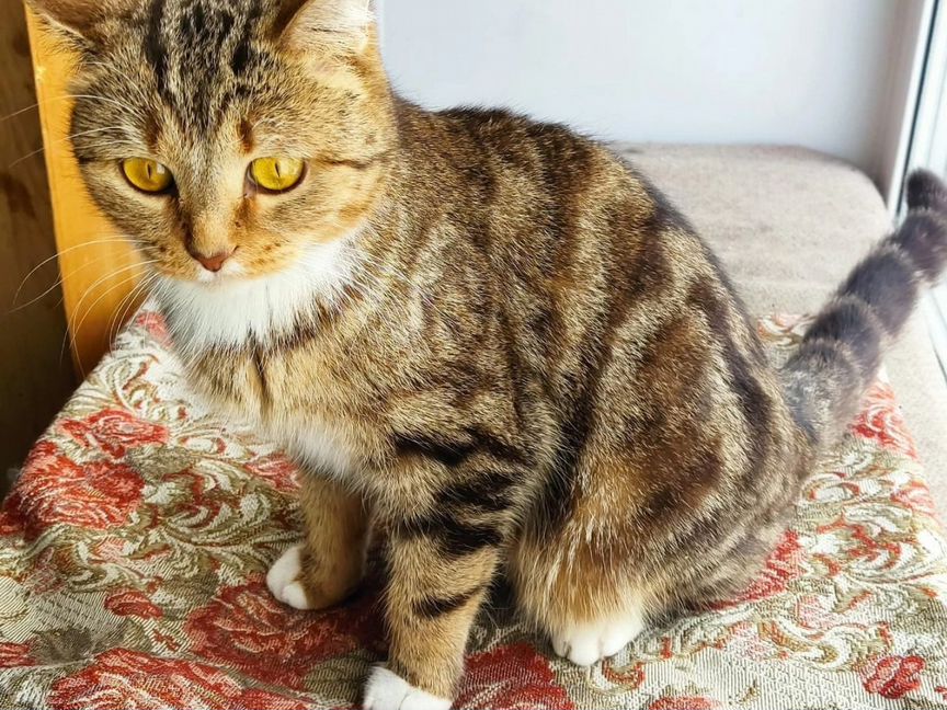 Кошка шотландка отдам в добрые руки в дар