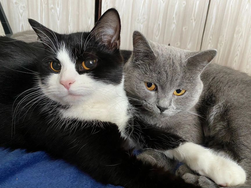 2 кошки в добрые руки