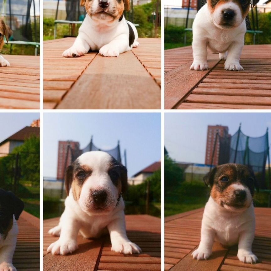 Jack russell terrier гладкие щенки