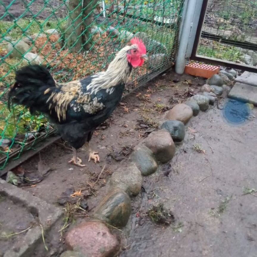 Петух