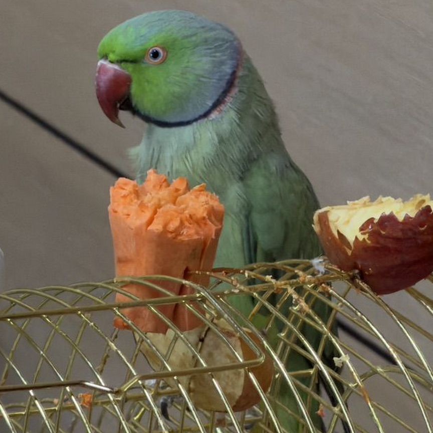 Ожереловый попугай самец