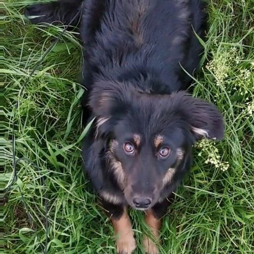 Жорик 6,5кг в добрые руки