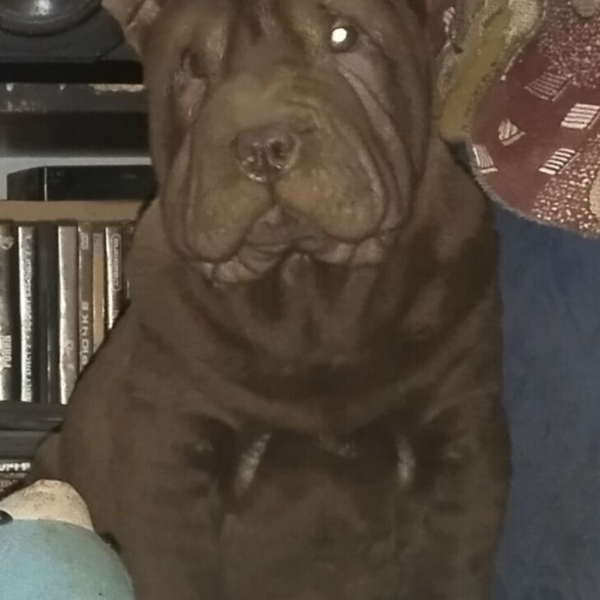 Щенок шарпея шоколадный Малыш