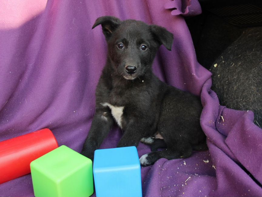 Озорной щенок малыш