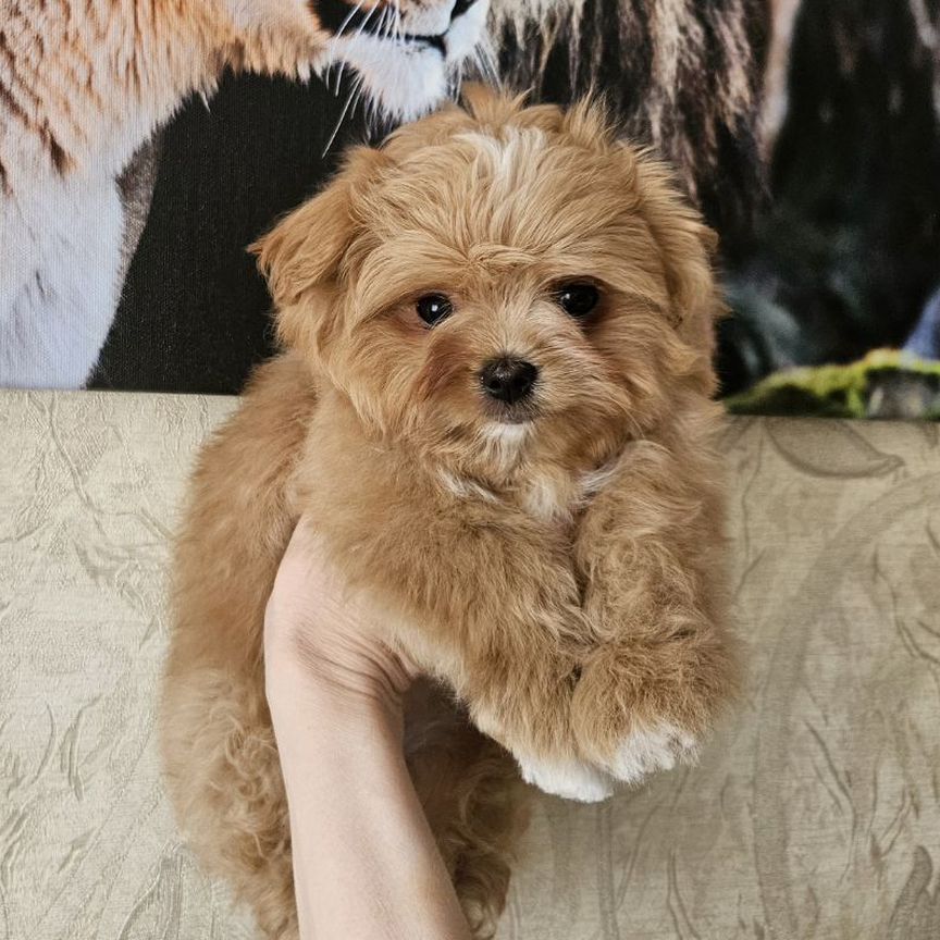 Мальтипу, щенок