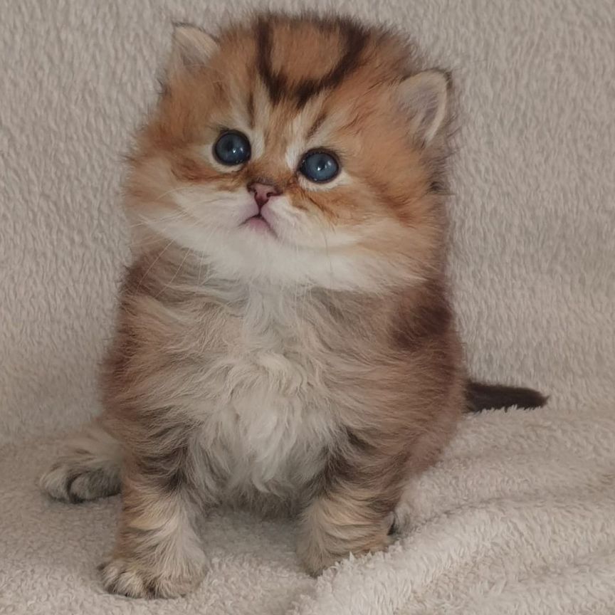 Британские котята золотая шиншилла