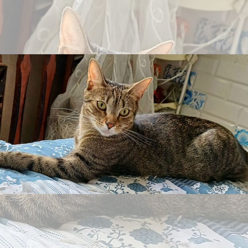 Грациозный котик Ронни, около года