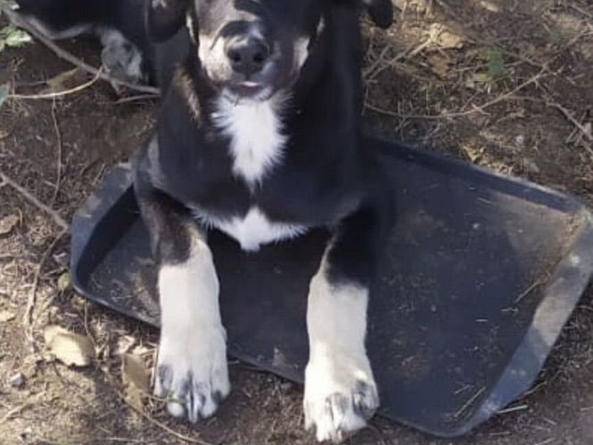 Щенки 2 мальчика, остальные девчонки