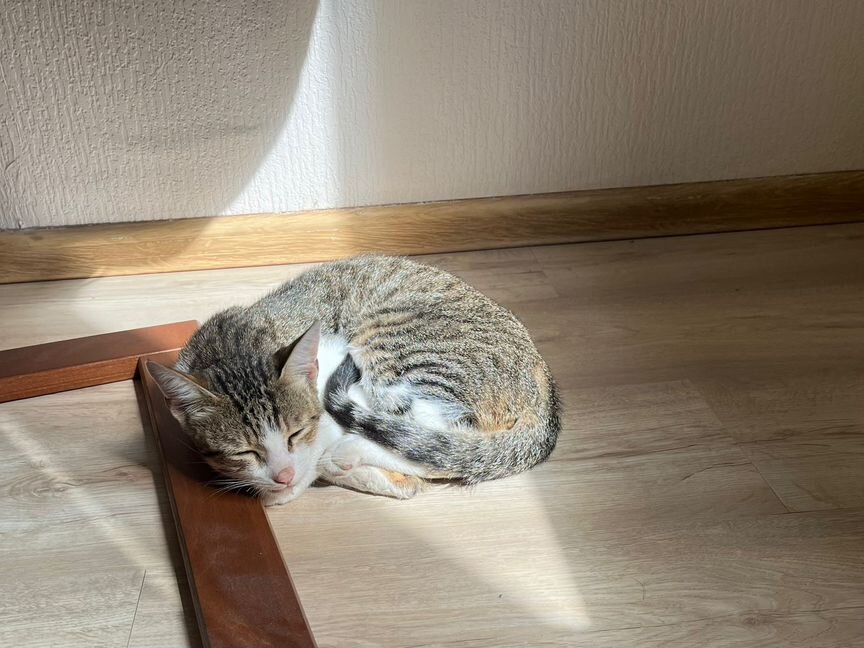 Везучий котейка в добрые руки