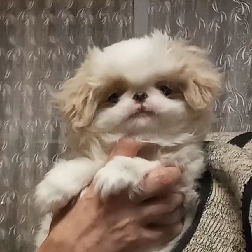 Красавчик яп.хин