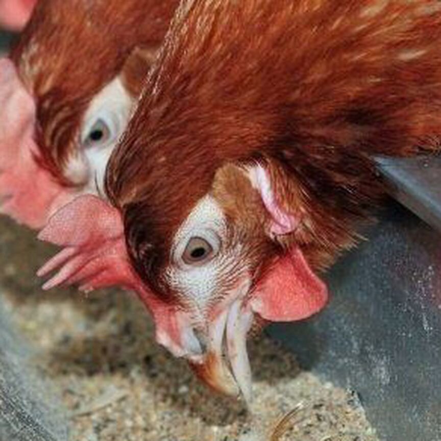 Куры Несушки с доставкой с доставкой