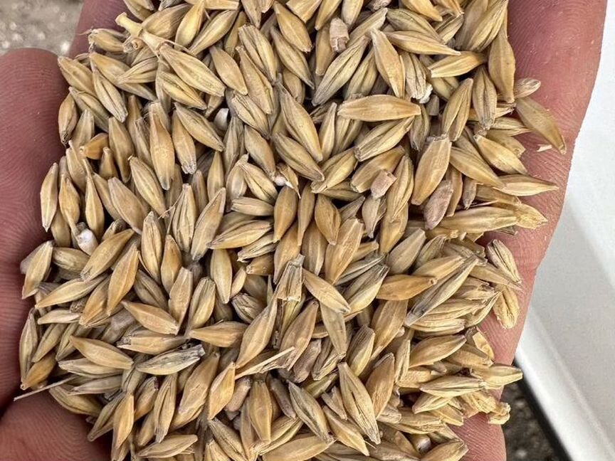 Кормовой ячмень, Соя на корм