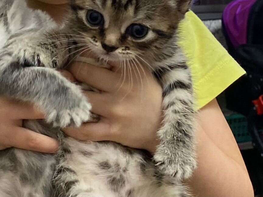 Шотландские котята