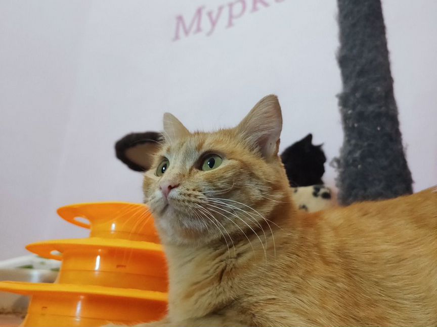 Котики из приюта любого возраста