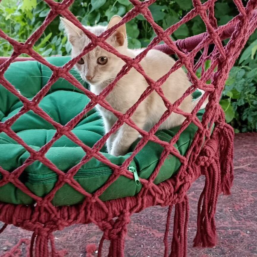 Музыка ветра