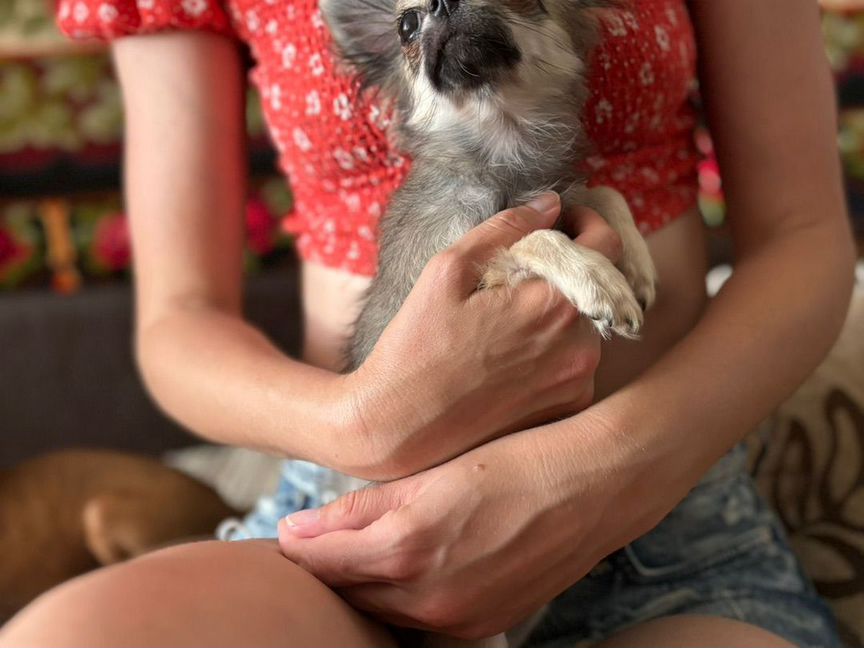 Щенки чихуахуа миники подрощенные