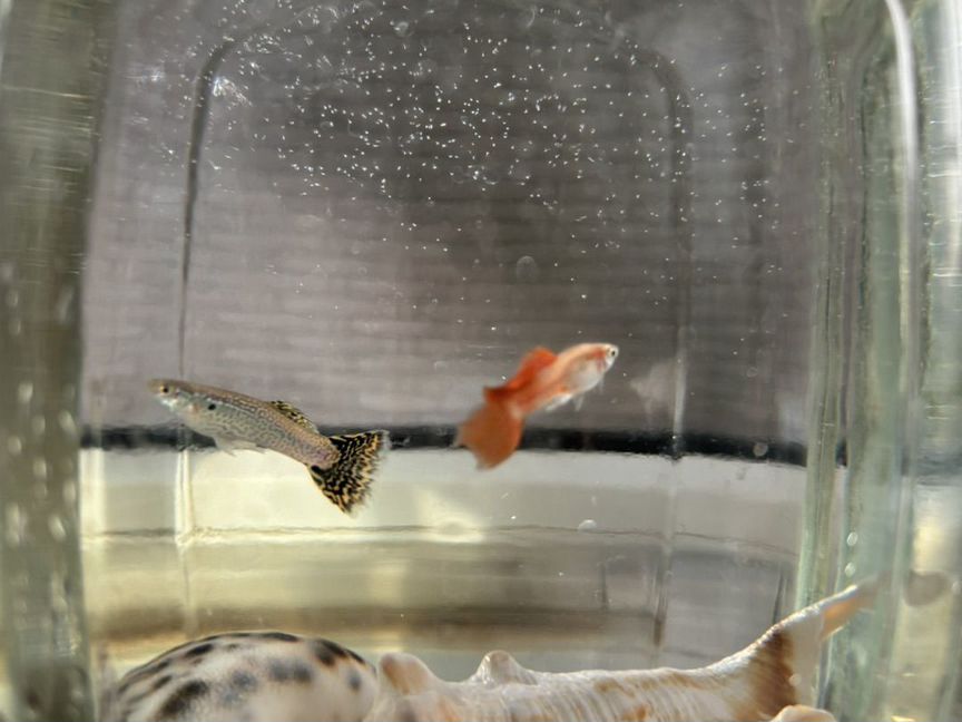 Гупики мальчики 2 шт бесплатно