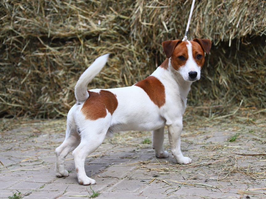 Джек расл терьер щенки