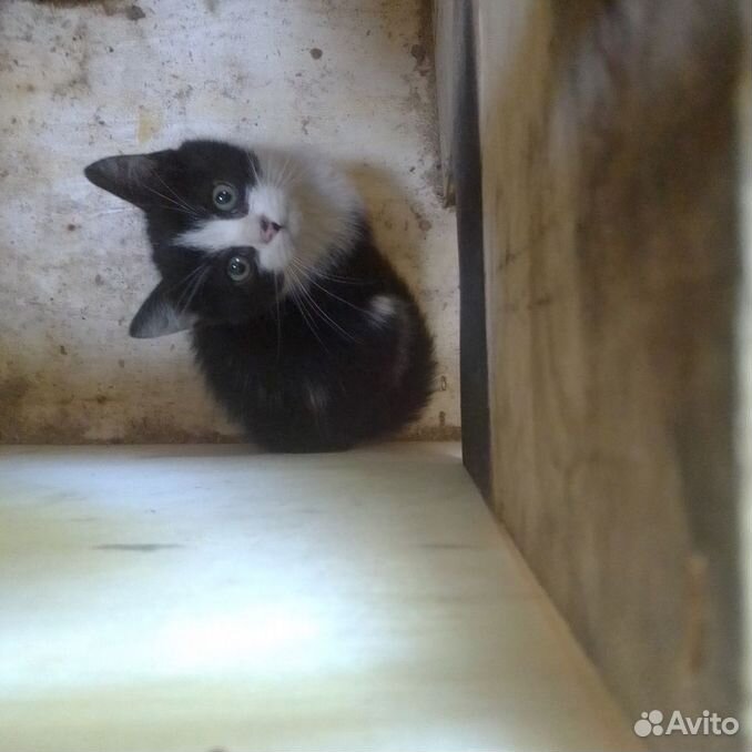 Котенок Мартин