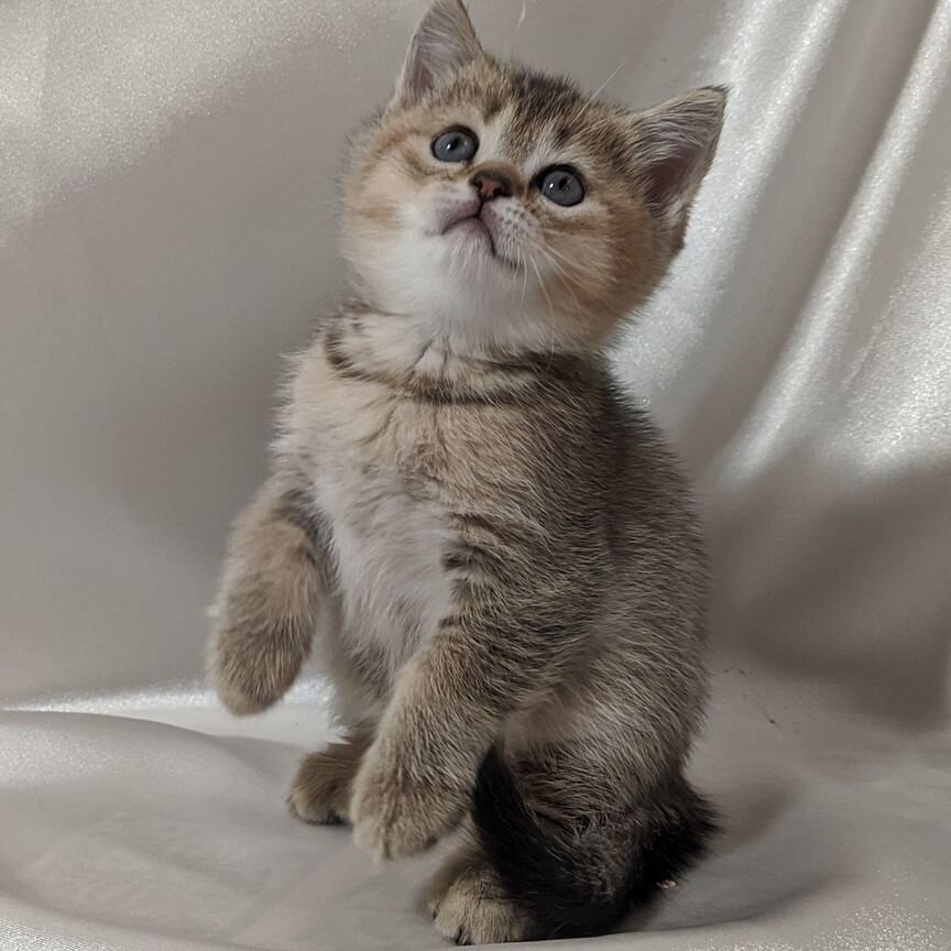 Британский котенок
