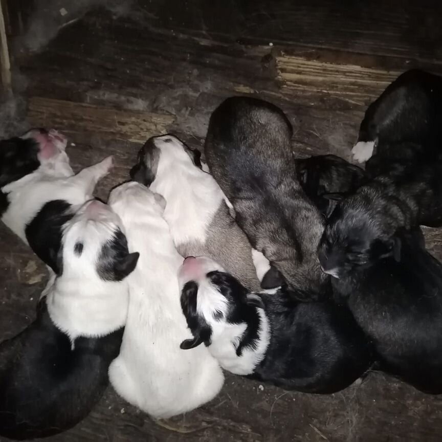 Отдам в добрые руки