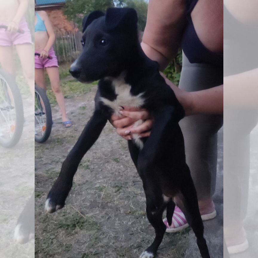 Собака в добрые руки щенок девочка