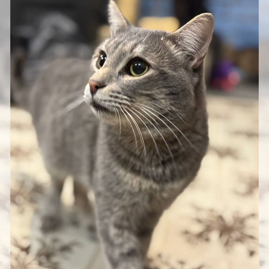 Взрослый кот в добрые руки