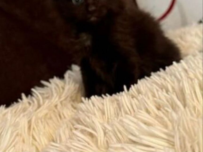 Мейкунята мальчики