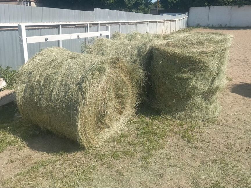 Сено в рулонах оптом, цена включая доставку