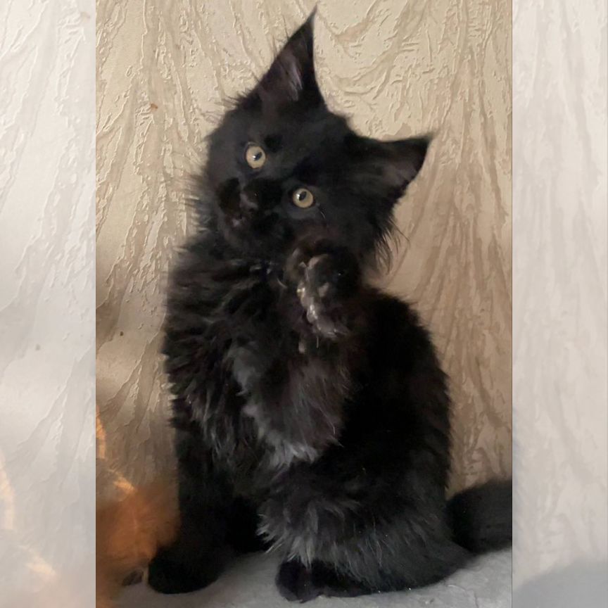 Мейн-кун котёнок