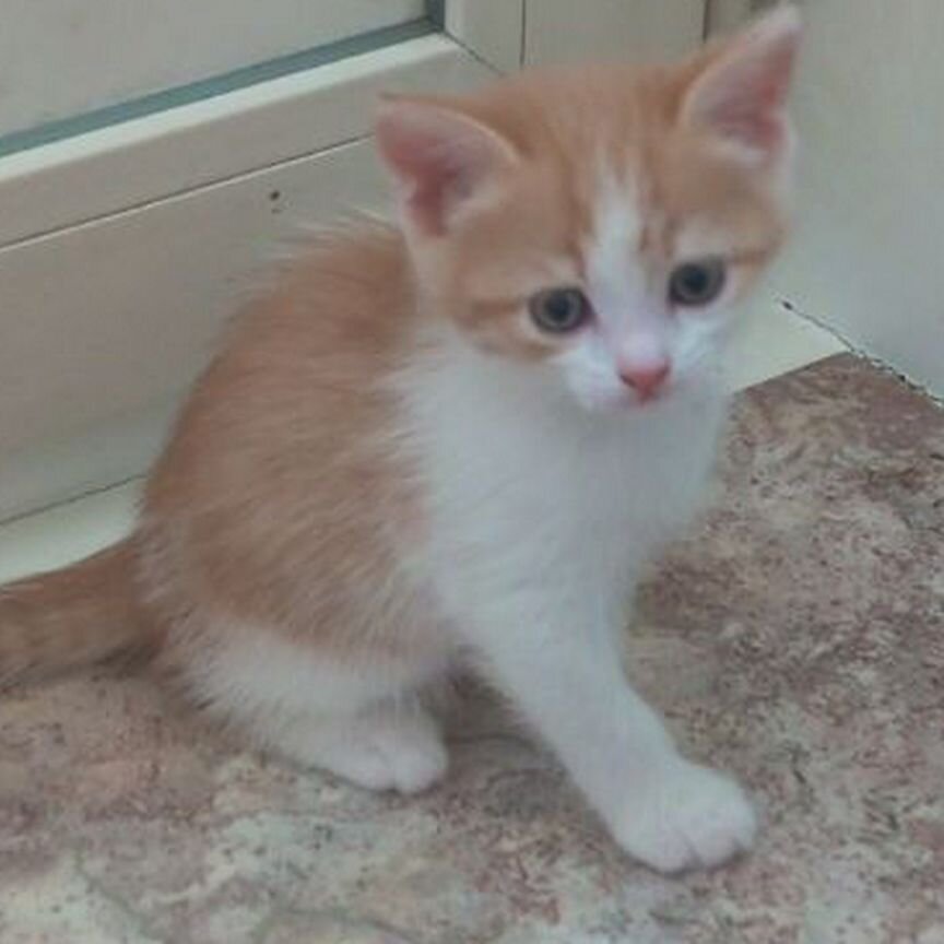 Котёнок от частного владельца