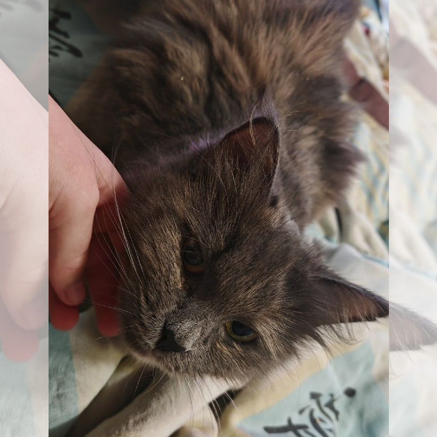 Кошечка молодая