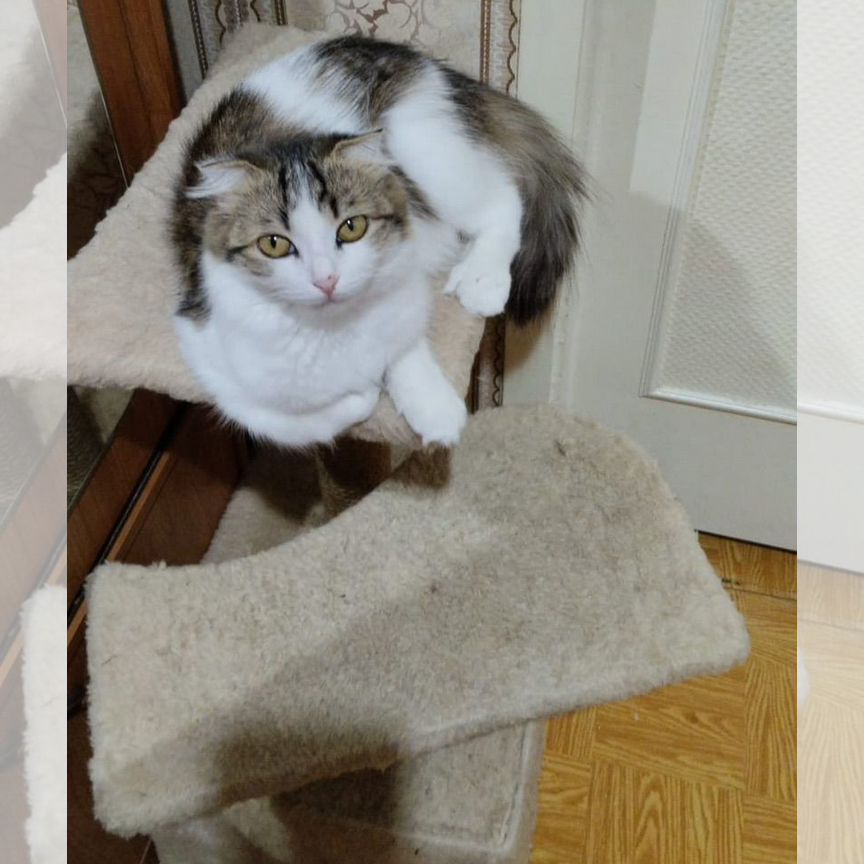 Отдадим кошек в добрые руки