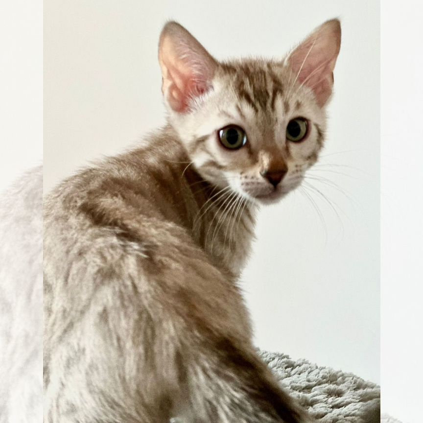 Котята бенгалы