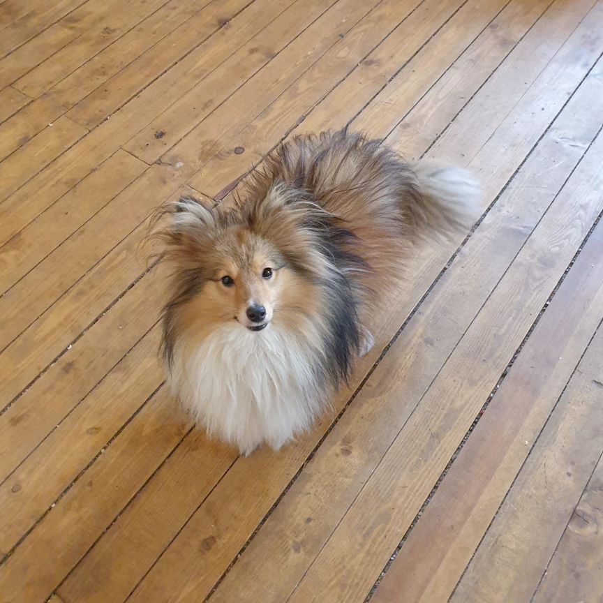 Шелти парень