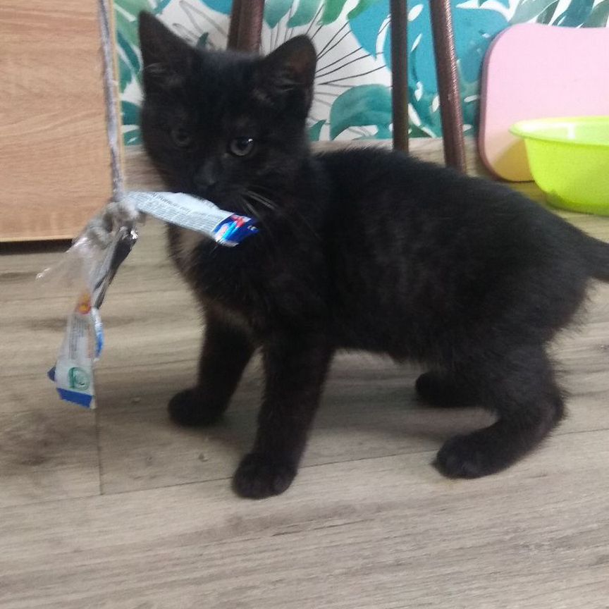 Котята пантерки